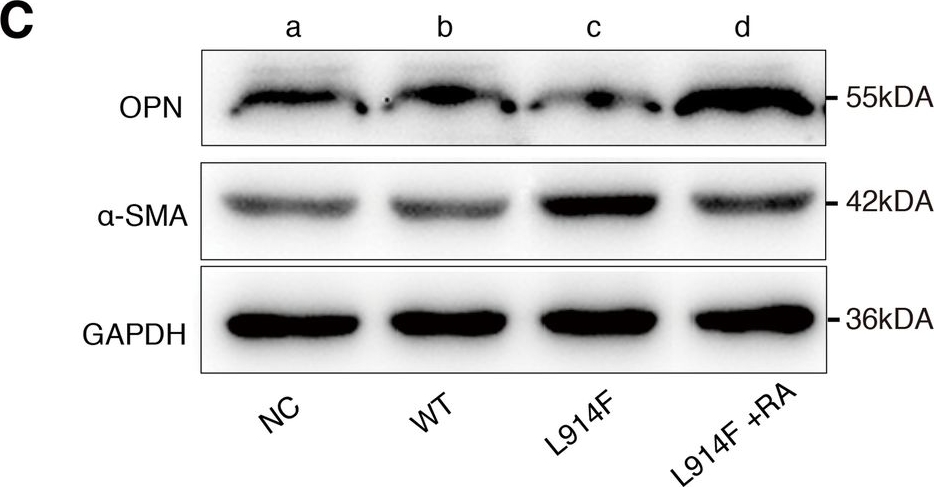 SPP1 antibodies - Antibody search engine - CiteAb