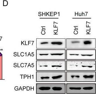 SLC7A5 antibodies - Antibody search engine - CiteAb