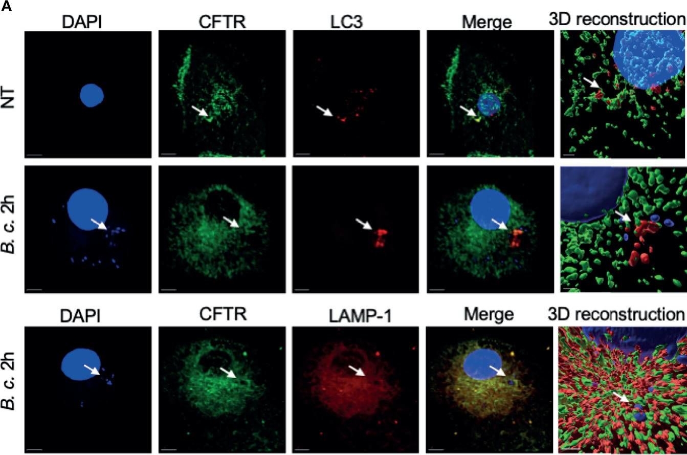 LAMP1 antibodies - Antibody search engine - CiteAb