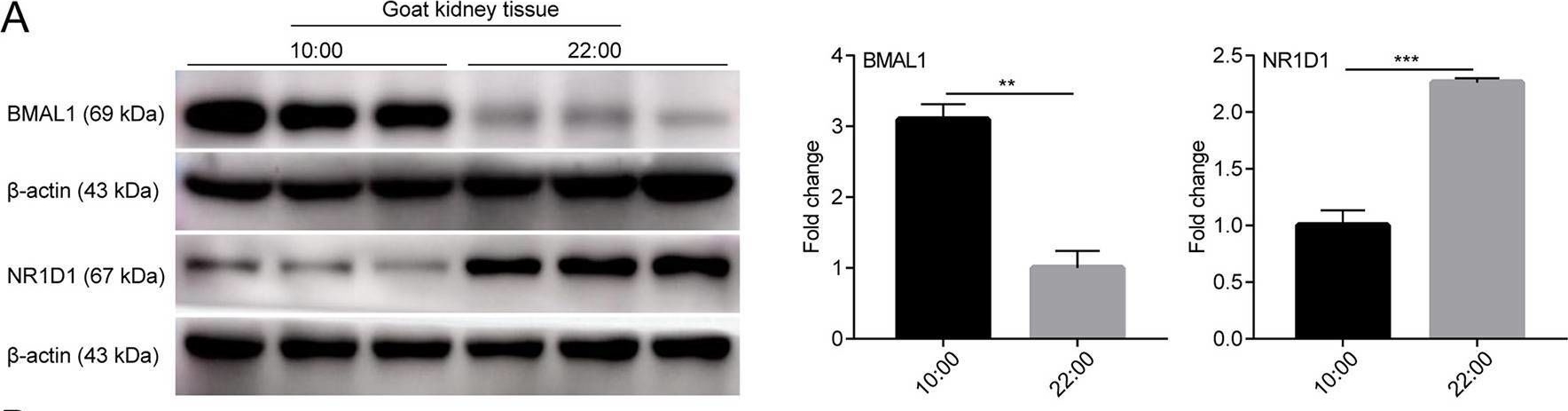 NR1D1 antibodies - Antibody search engine - CiteAb