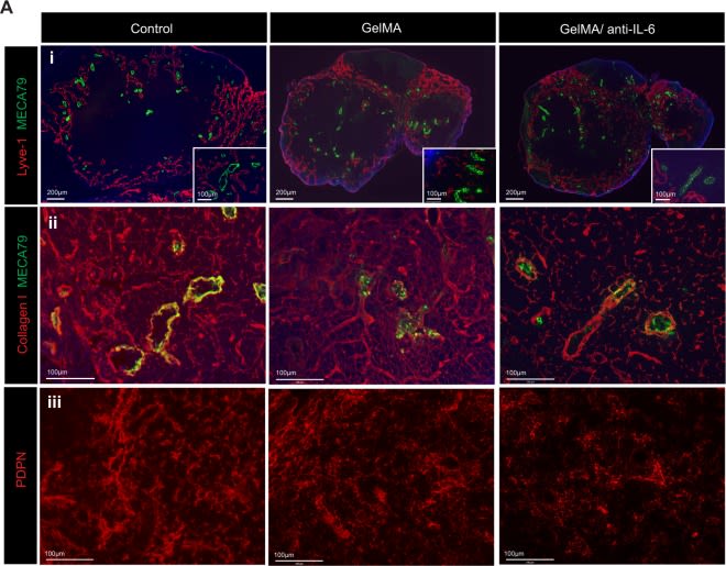 PNAD antibodies - Antibody search engine - CiteAb