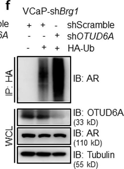 DUBA antibodies - Antibody search engine - CiteAb