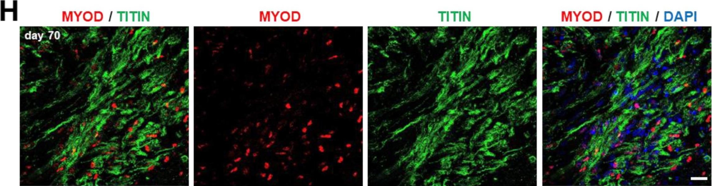 titin antibodies - Antibody search engine - CiteAb