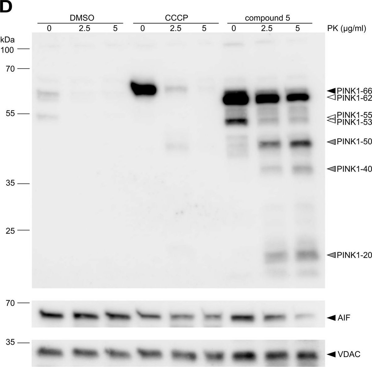omp antibodies - Antibody search engine - CiteAb