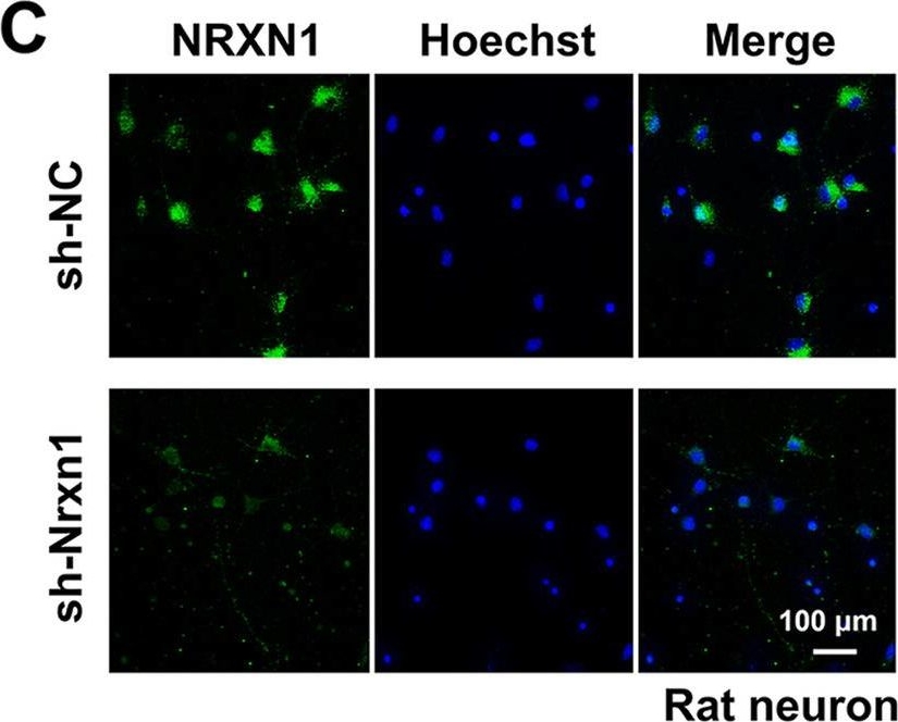 Nrxn1 antibodies - Antibody search engine - CiteAb