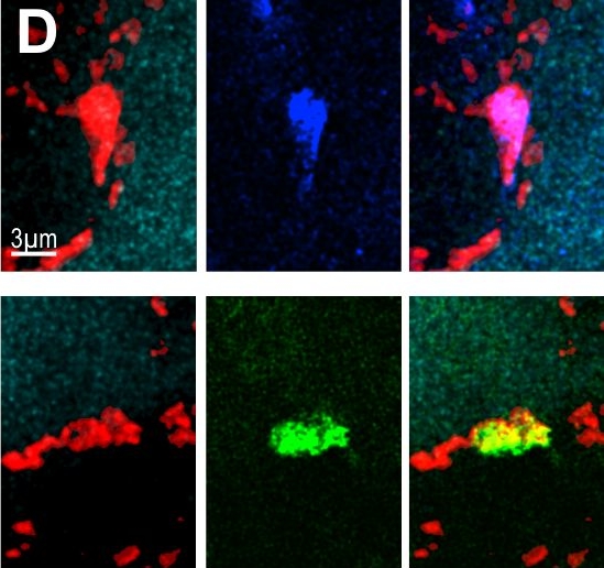 VAchT antibodies - Antibody search engine - CiteAb