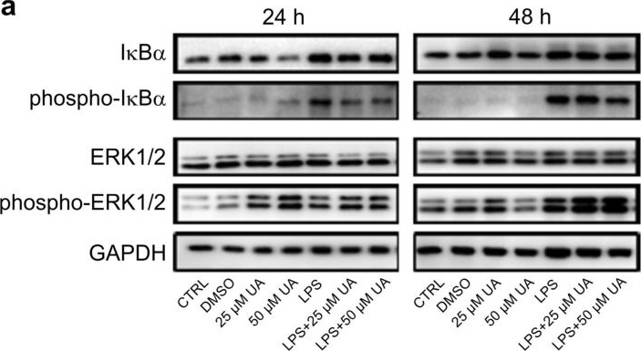 IKBa antibodies - Antibody search engine - CiteAb