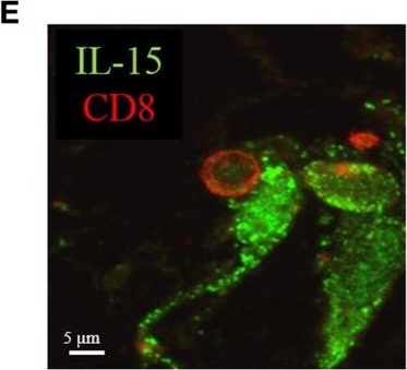 il-15 antibodies - Antibody search engine - CiteAb