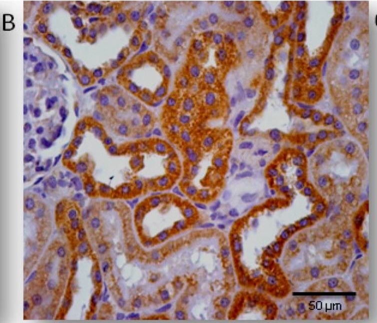 Cytc antibodies - Antibody search engine - CiteAb