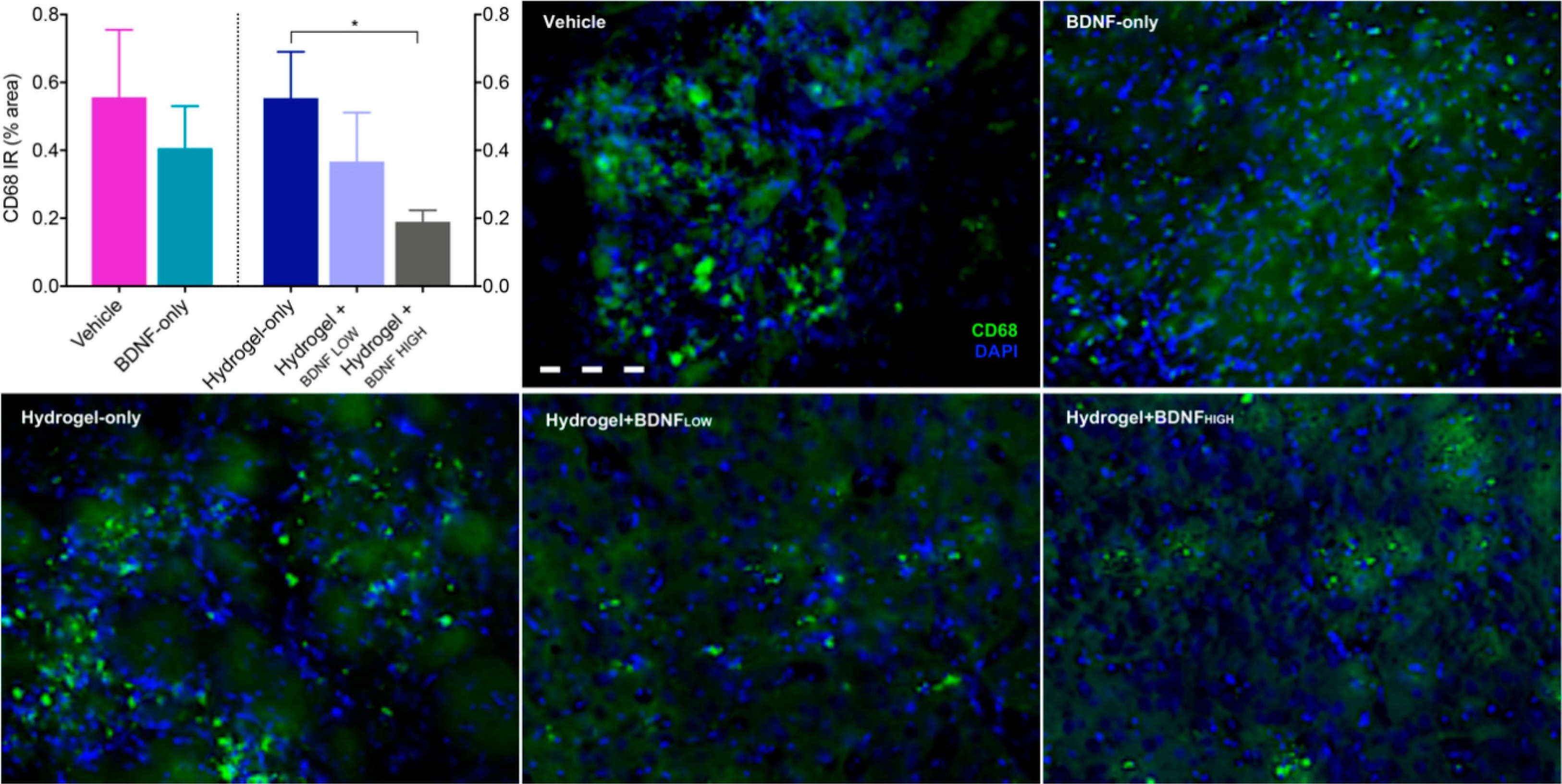 CD68 antibodies - Antibody search engine - CiteAb
