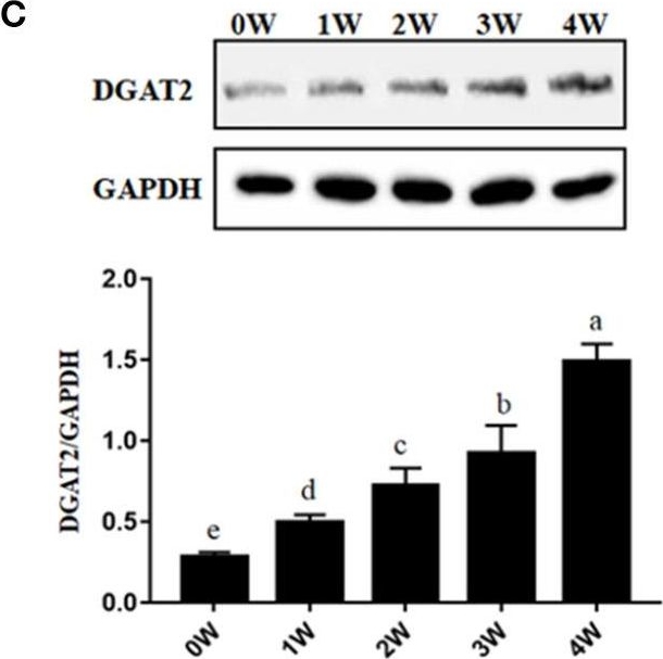 DGAT2 antibodies - Antibody search engine - CiteAb
