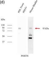 Postn antibodies - Antibody search engine - CiteAb