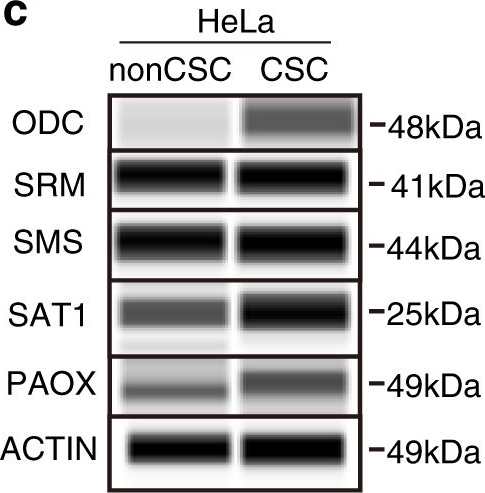 SAT1 antibodies - Antibody search engine - CiteAb