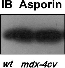 TOM22 antibodies - Antibody search engine - CiteAb