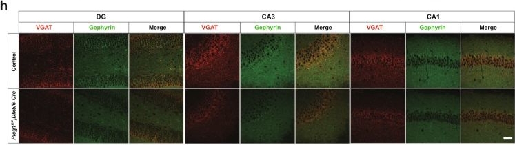 GABA antibodies - Antibody search engine - CiteAb
