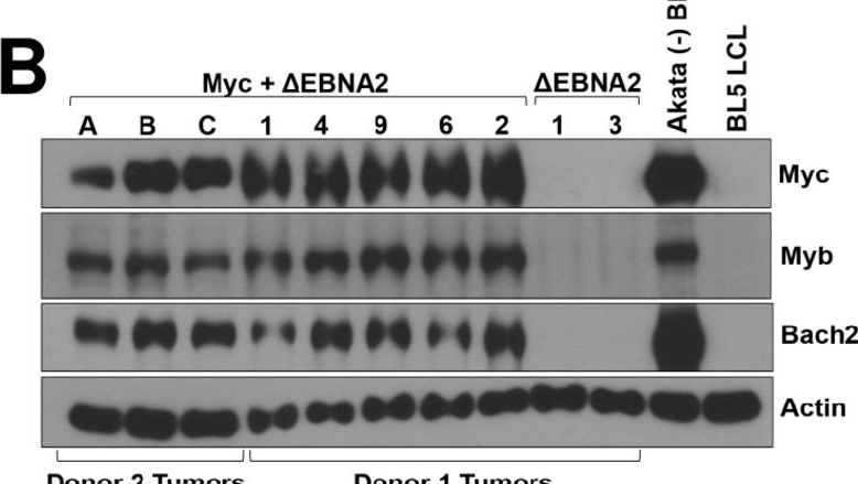 bach2 antibodies - Antibody search engine - CiteAb