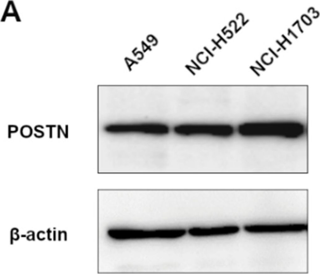 Postn antibodies - Antibody search engine - CiteAb