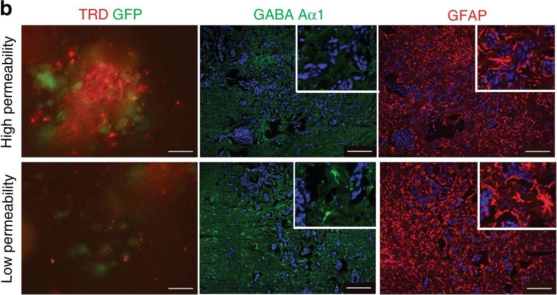 GABA antibodies - Antibody search engine - CiteAb