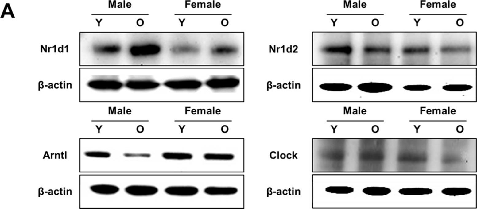 NR1D1 antibodies - Antibody search engine - CiteAb
