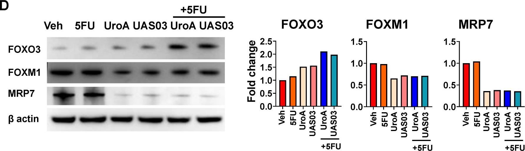 FOXM1 antibodies - Antibody search engine - CiteAb