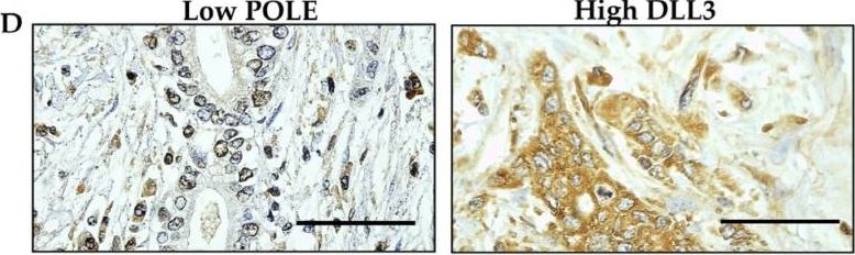 DLL3 antibodies - Antibody search engine - CiteAb