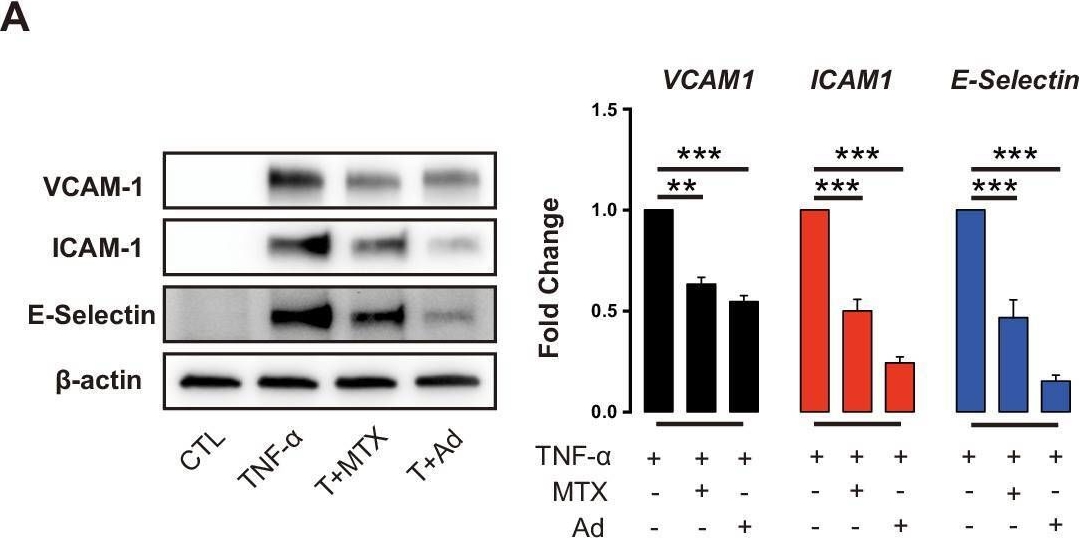CD62E antibodies - Antibody search engine - CiteAb