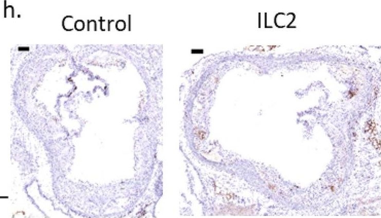 SiglecF antibodies - Antibody search engine - CiteAb