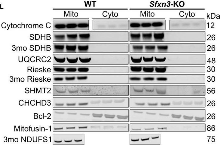 SHMT2 antibodies - Antibody search engine - CiteAb
