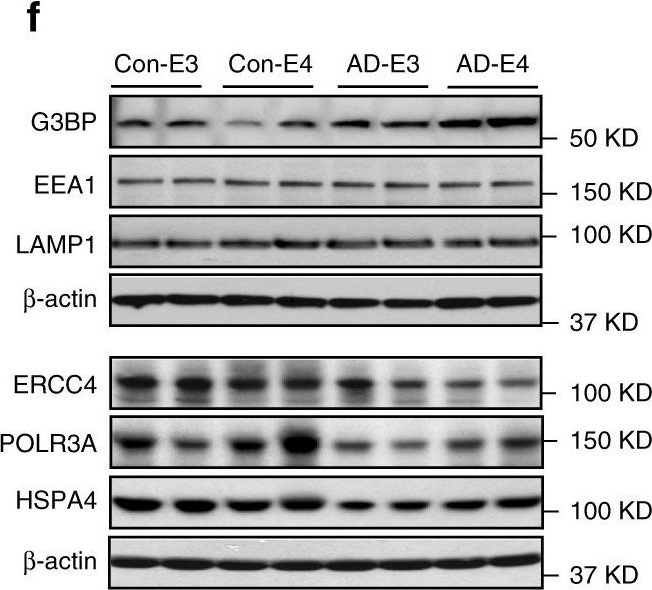 LAMP1 antibodies - Antibody search engine - CiteAb