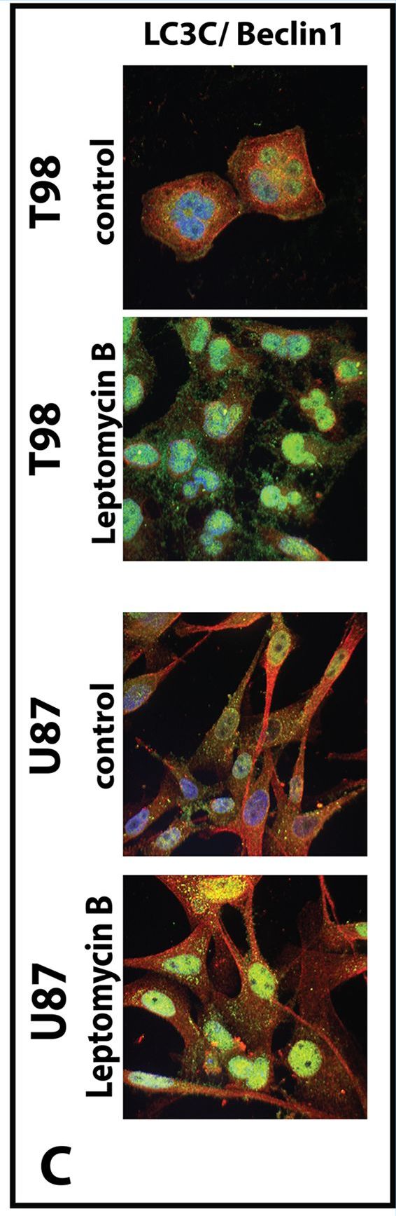 LC3C antibodies - Antibody search engine - CiteAb