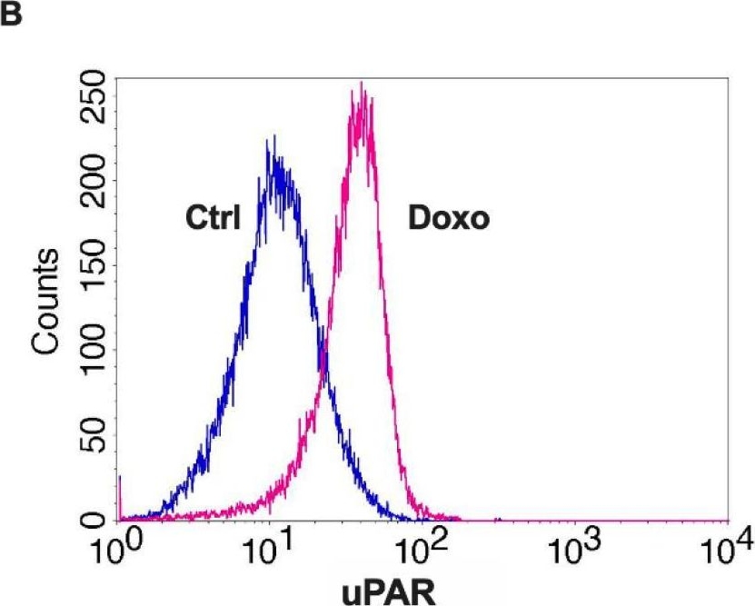 uPAR antibodies - Antibody search engine - CiteAb