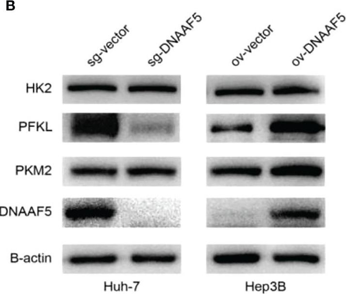 PFKL antibodies - Antibody search engine - CiteAb