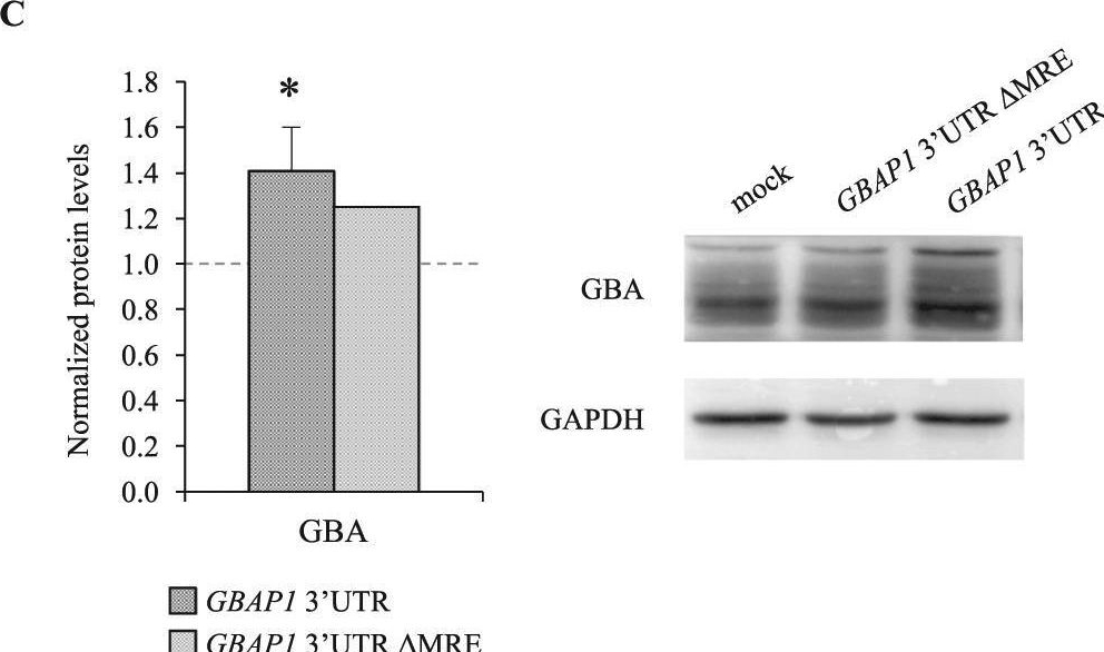 GBA antibodies - Antibody search engine - CiteAb