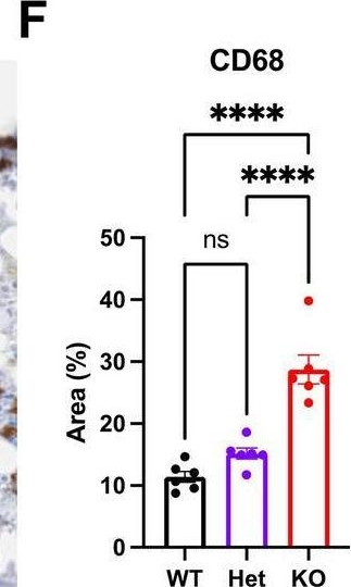 CD68 antibodies - Antibody search engine - CiteAb