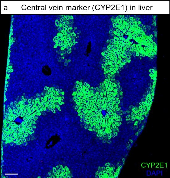 Cyp2e1 antibodies - Antibody search engine - CiteAb