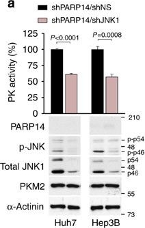 PARP14 antibodies - Antibody search engine - CiteAb