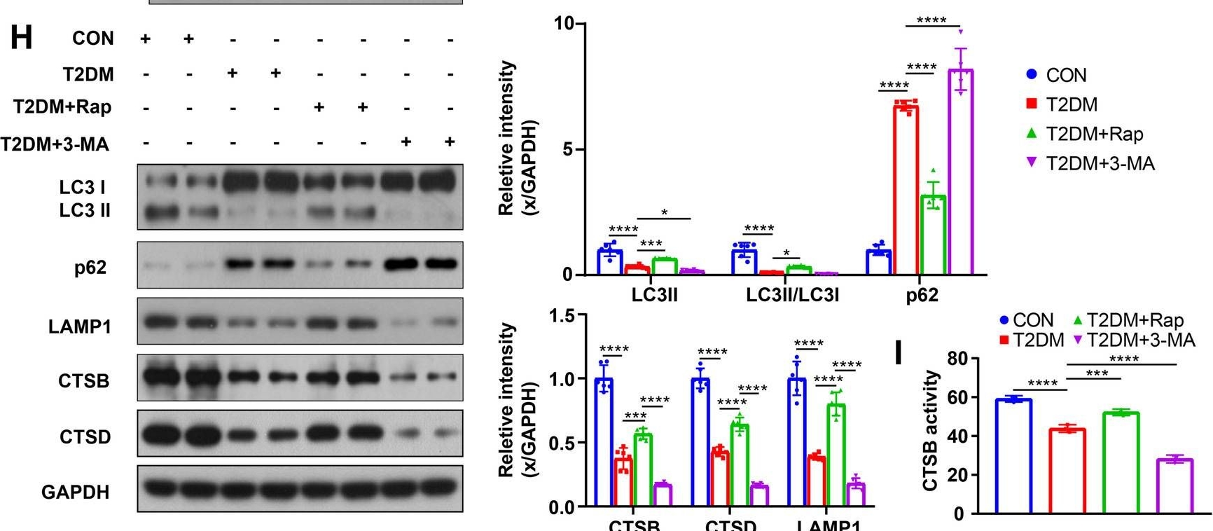 LAMP1 antibodies - Antibody search engine - CiteAb