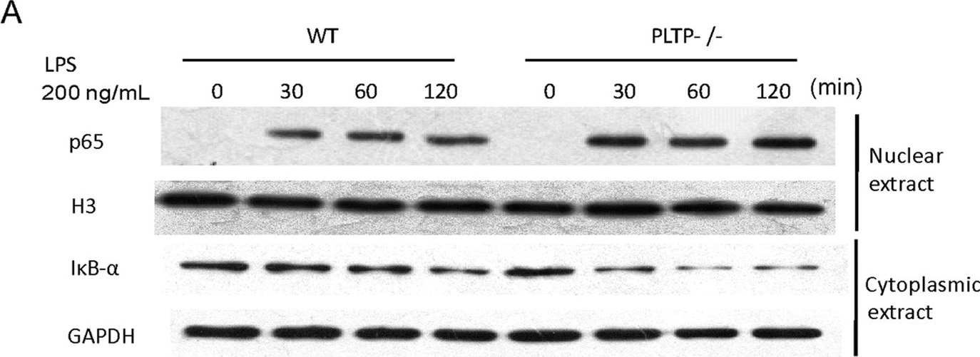 IKBa antibodies - Antibody search engine - CiteAb