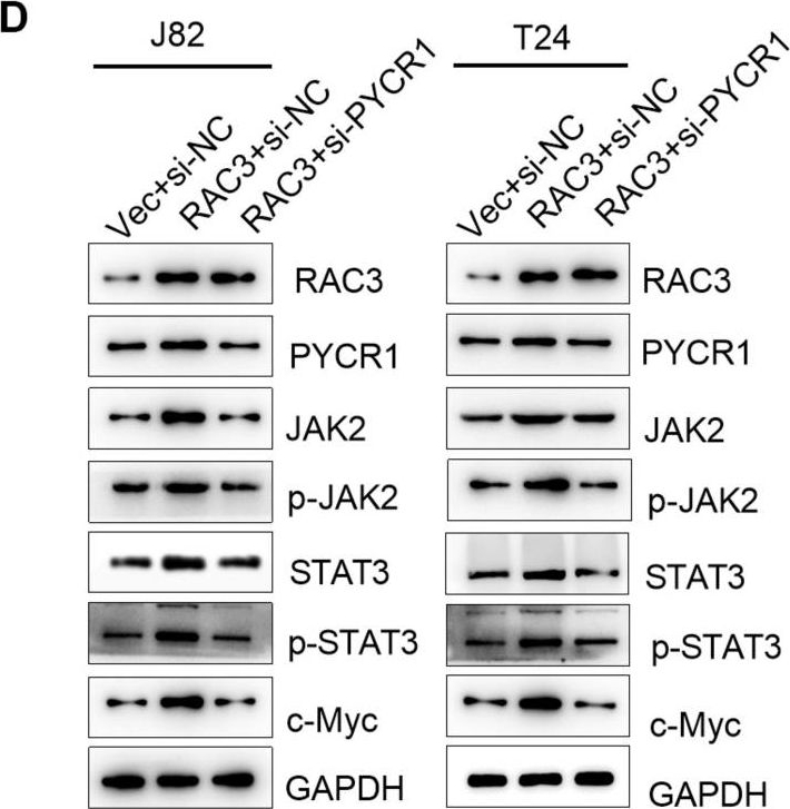 JAK2 antibodies - Antibody search engine - CiteAb