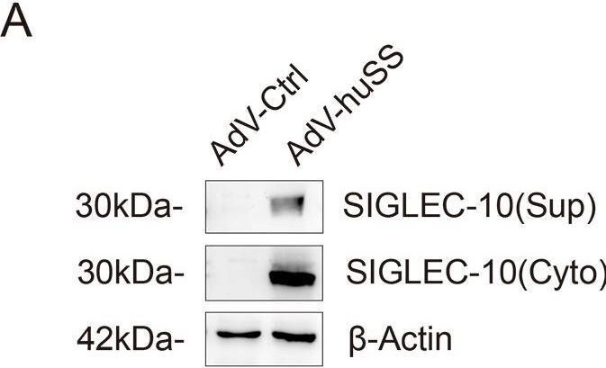 Siglecg antibodies - Antibody search engine - CiteAb