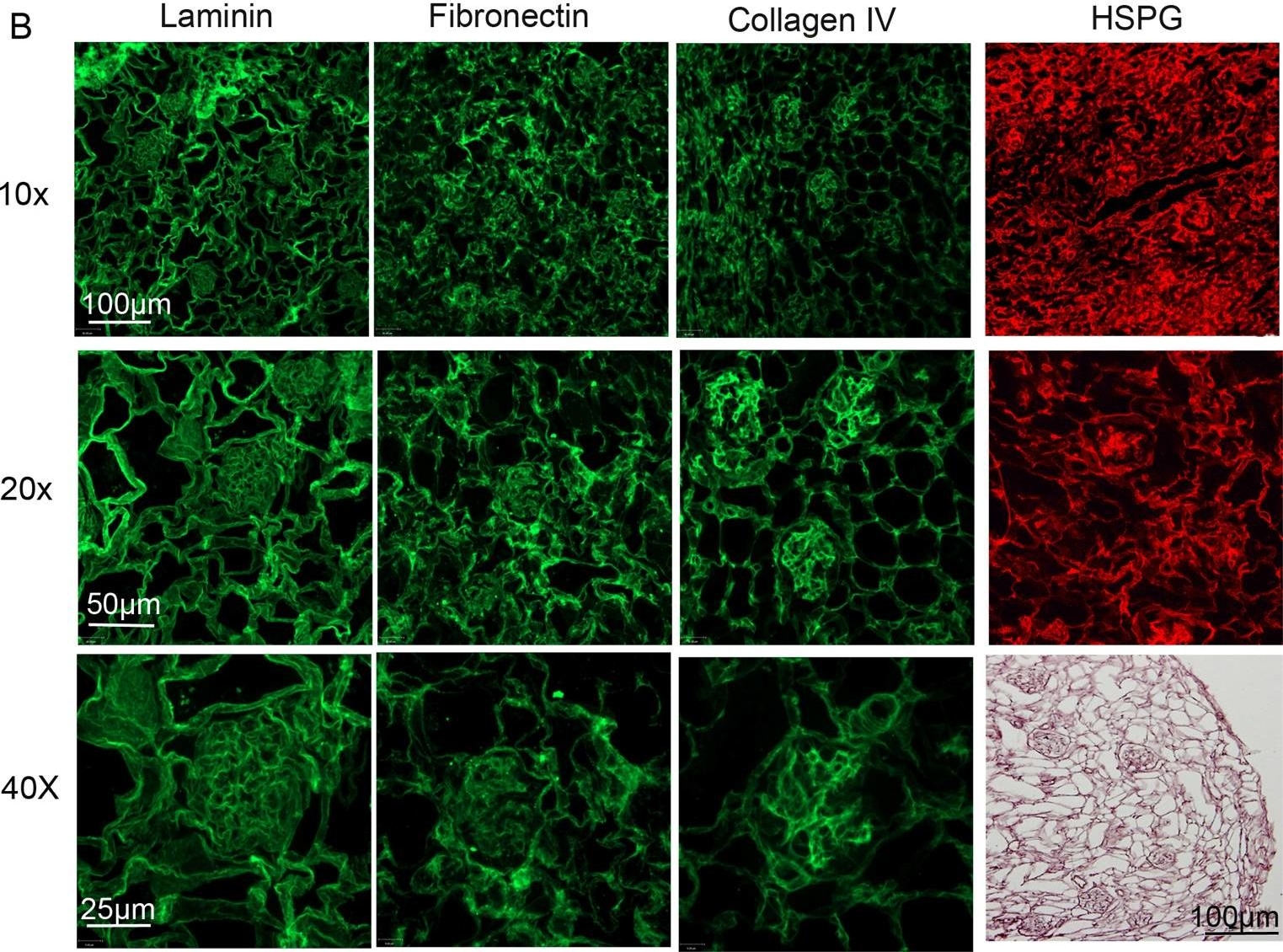 HSPG2 antibodies - Antibody search engine - CiteAb