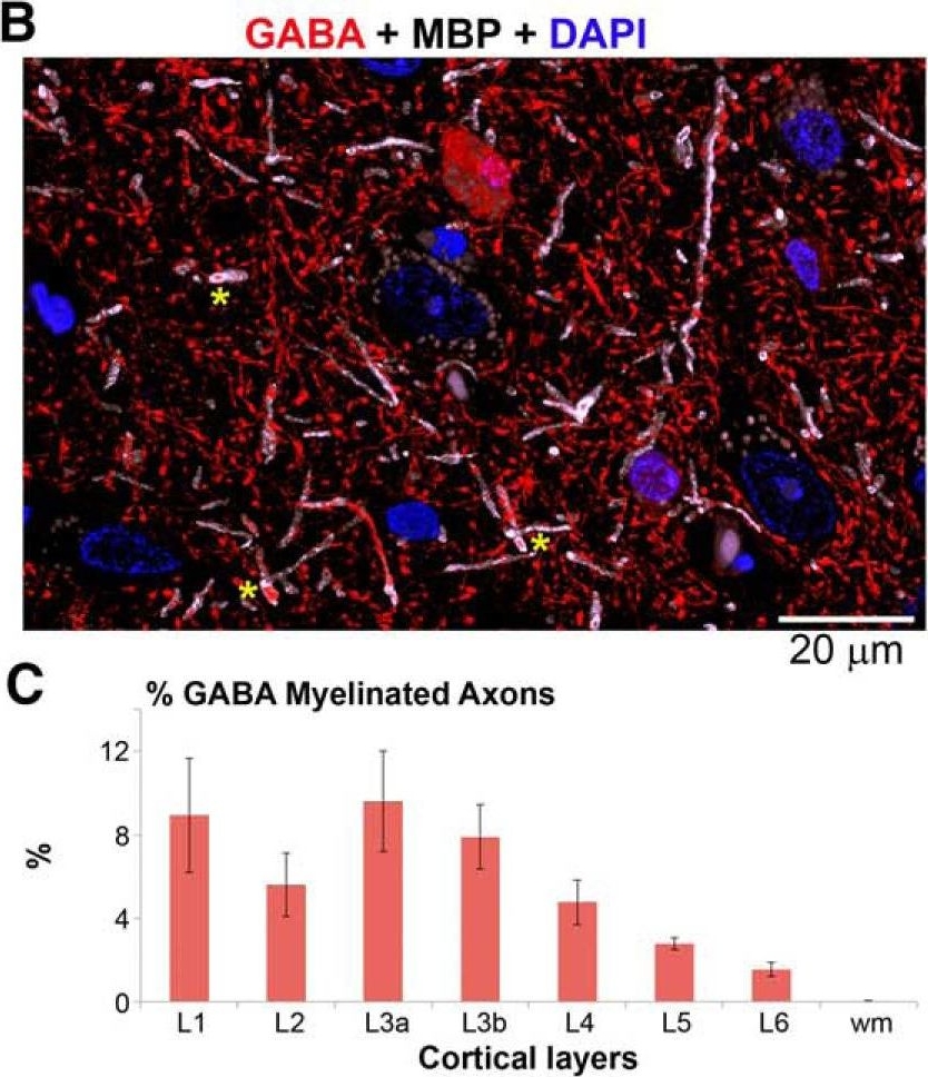 GABA antibodies - Antibody search engine - CiteAb