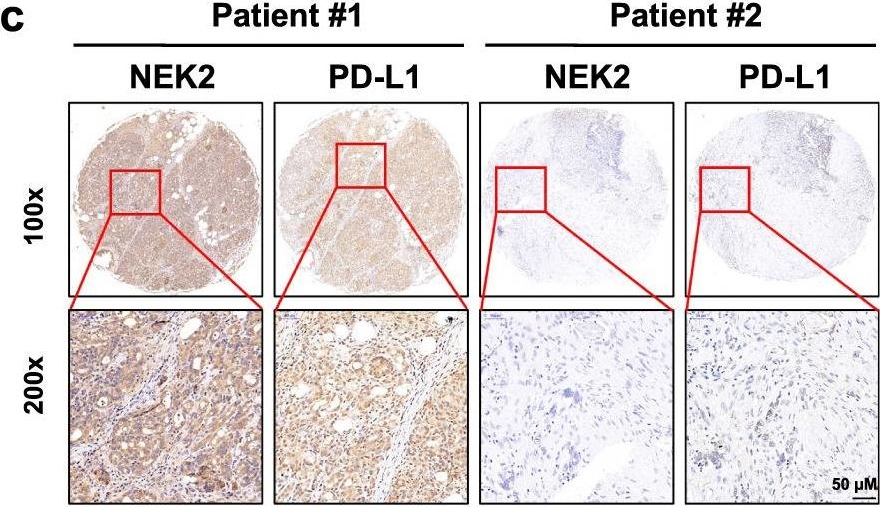 pdl-1 antibodies - Antibody search engine - CiteAb