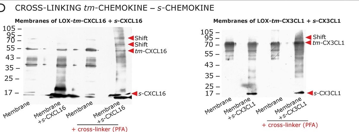 cxcl16 antibodies - Antibody search engine - CiteAb