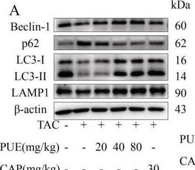 LAMP1 antibodies - Antibody search engine - CiteAb