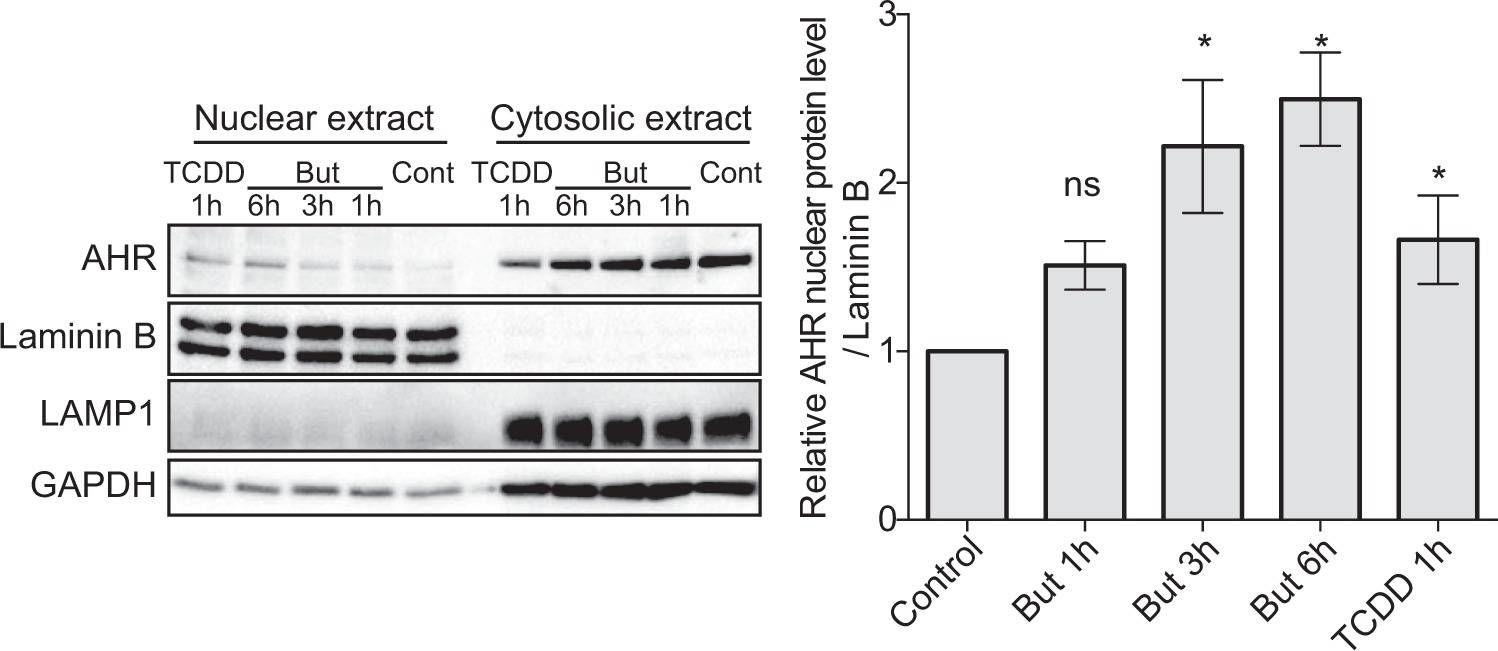 LAMP1 antibodies - Antibody search engine - CiteAb