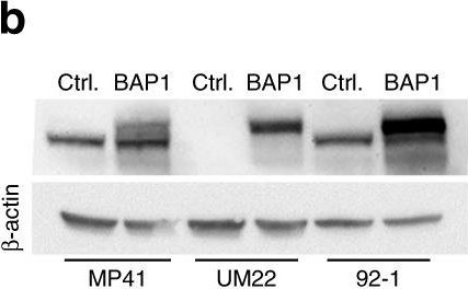 bap1 antibodies - Antibody search engine - CiteAb