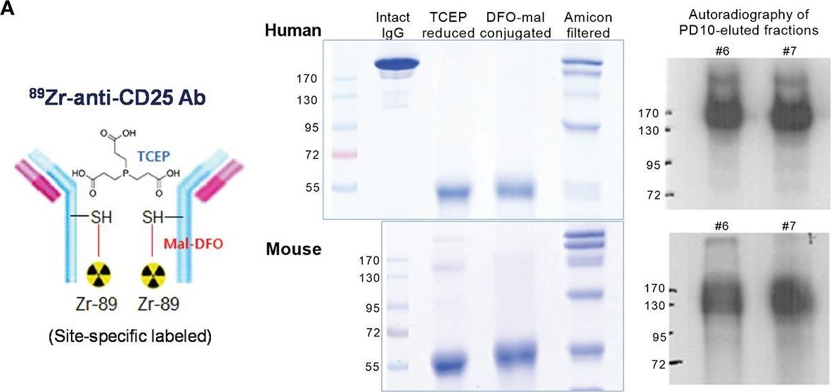 CD25 antibodies - Antibody search engine - CiteAb