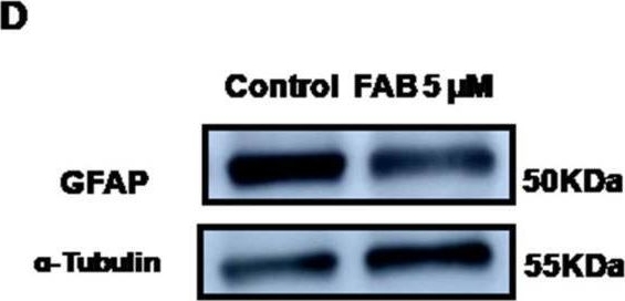 GFAP antibodies - Antibody search engine - CiteAb