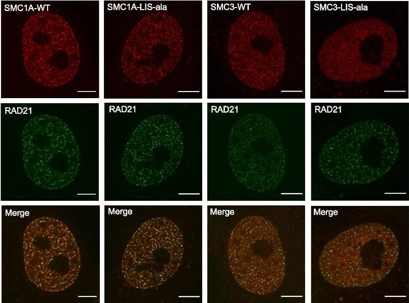 Rad21 antibodies - Antibody search engine - CiteAb